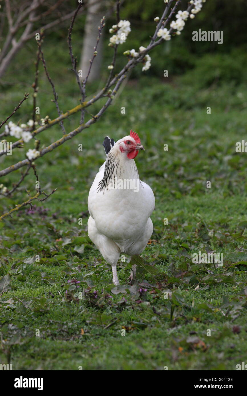 Fowl bird hi-res stock photography and images - Alamy