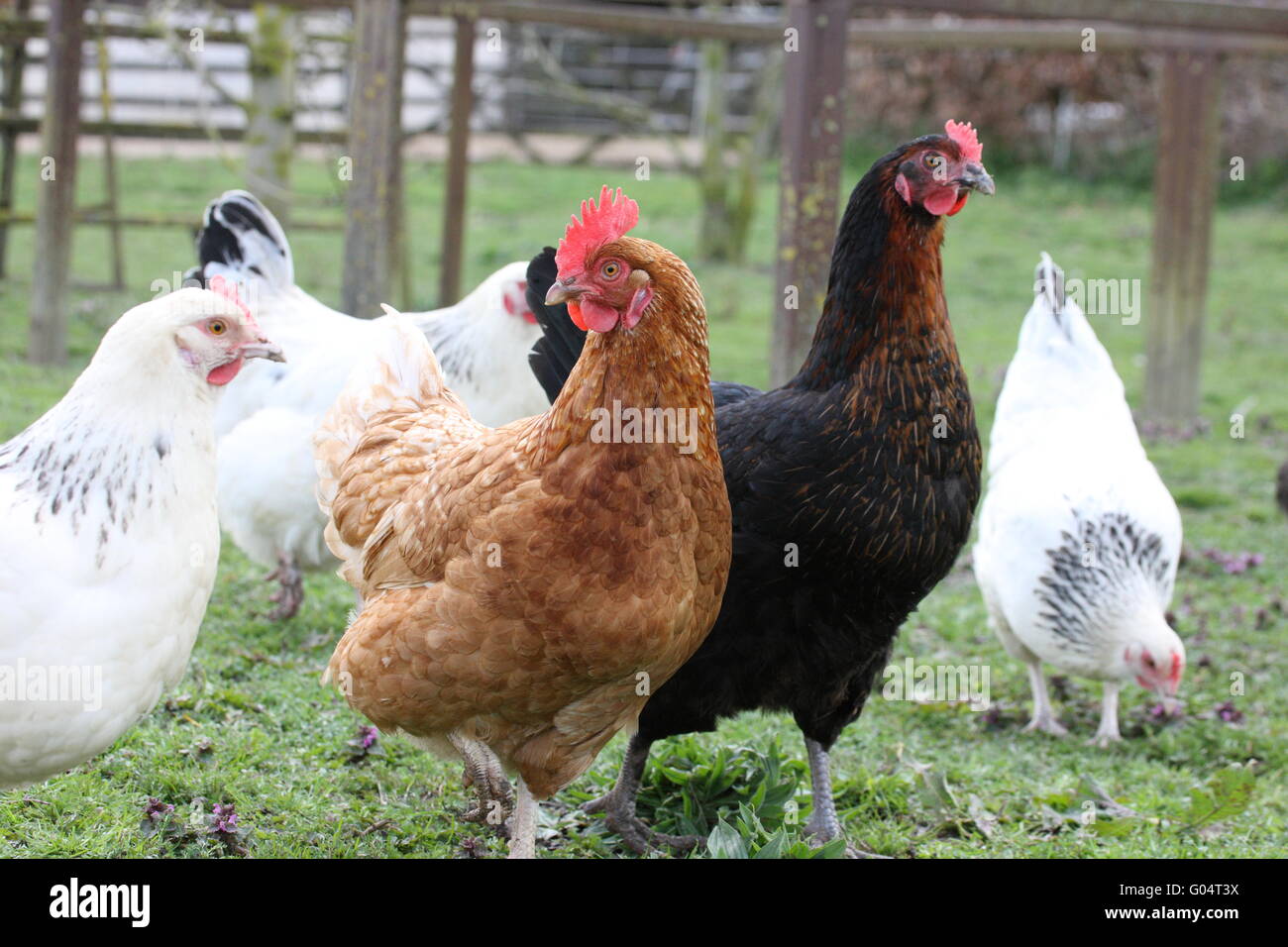 rhode island red hen, WHOLE BODY ,grass behind.free range,fowl,BIRD ...