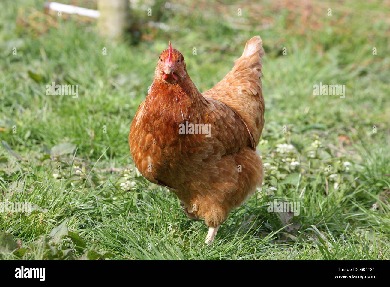 Rhode island red hen hi-res stock photography and images - Alamy