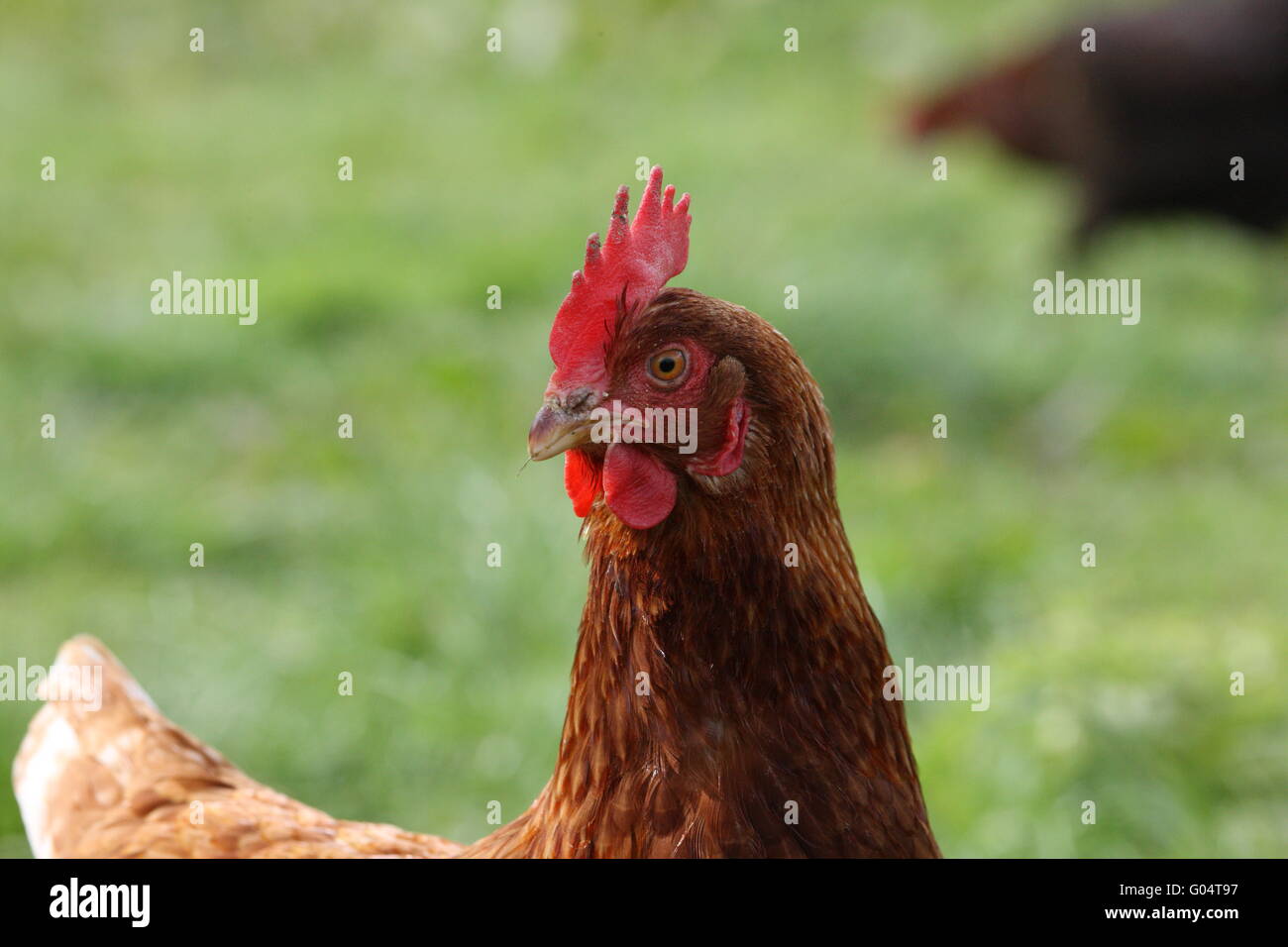 rhode island red hen, head and tail ,grass behind.free range,fowl Stock ...