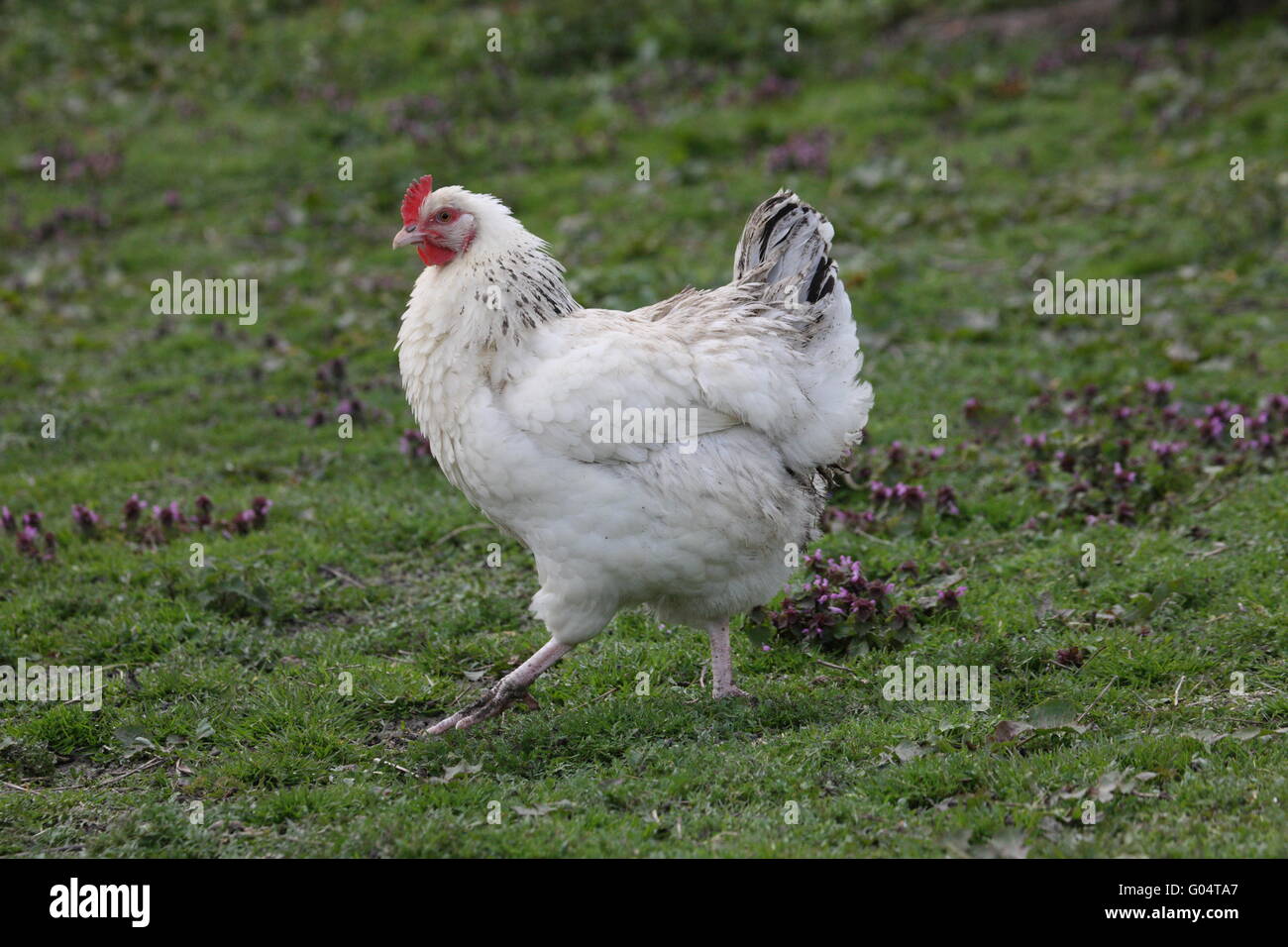 Freerange hens hi-res stock photography and images - Alamy