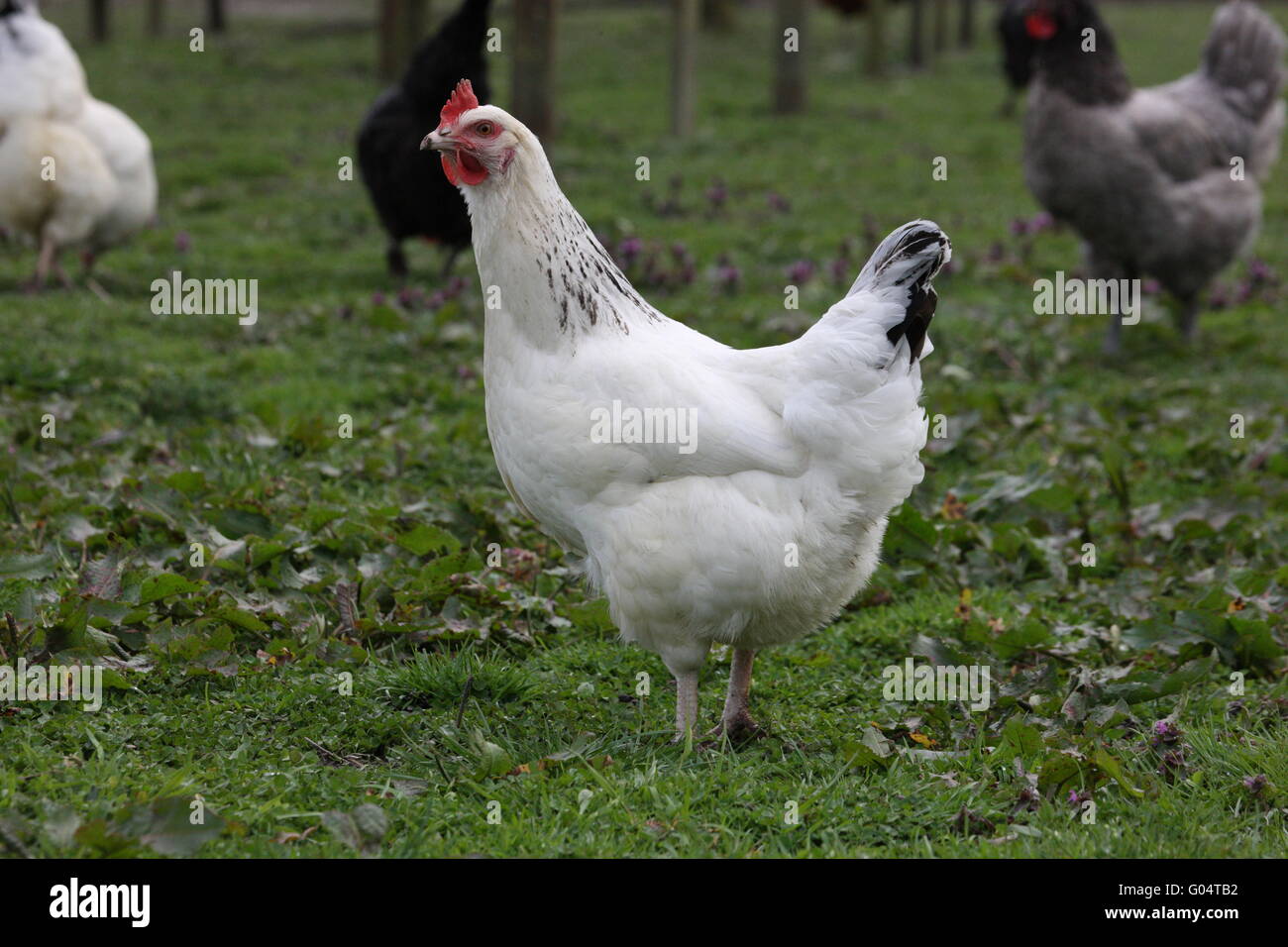Free Range Hens In Hen Stock Photos & Free Range Hens In Hen Stock ...