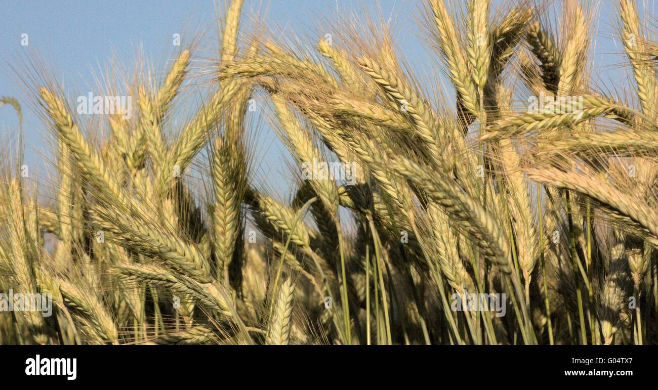 Dinkel feld hi-res stock photography and images - Alamy