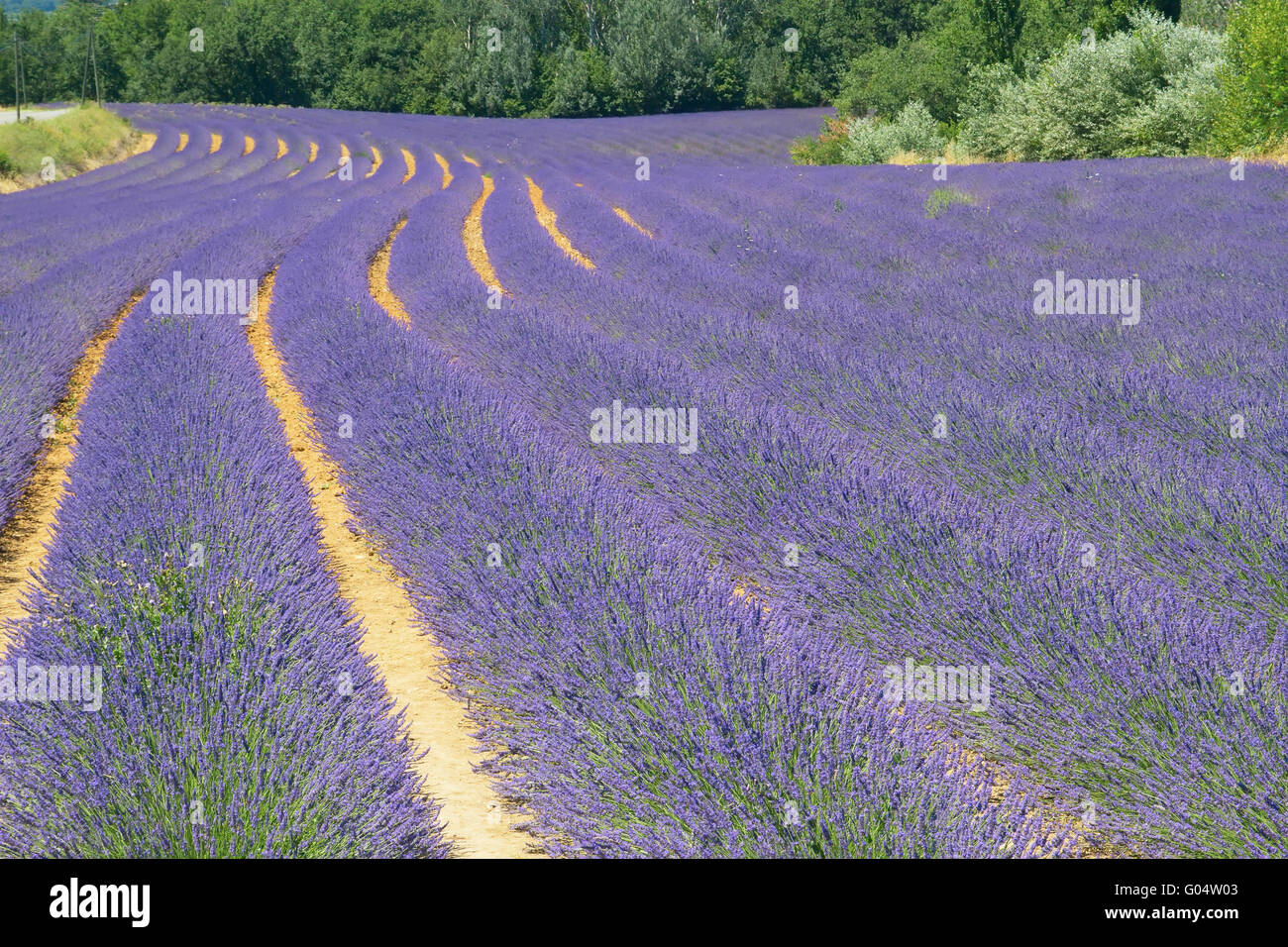 Color lavender field. Natural and herbal landscape in Provence, France ...