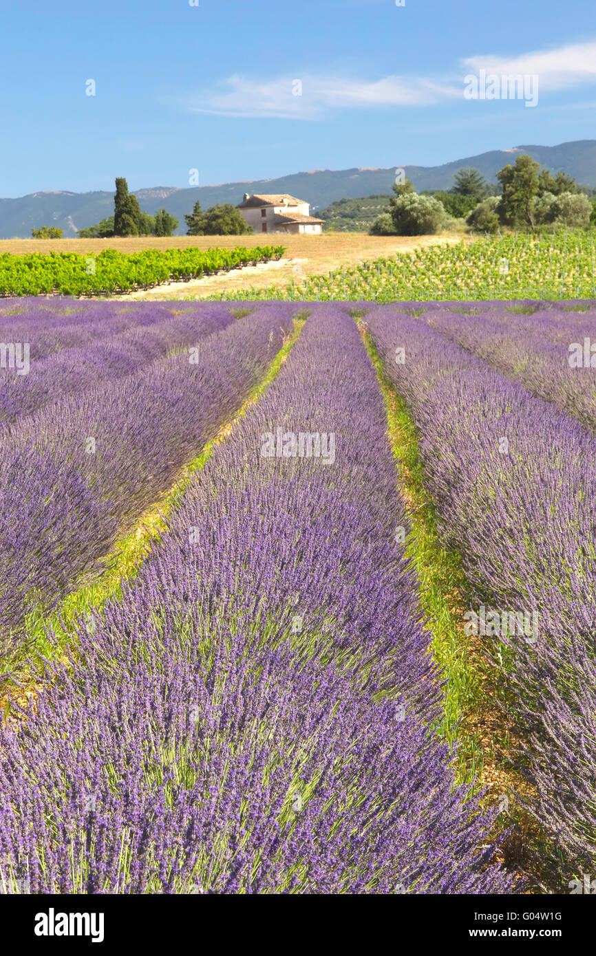 View of the countryside with lavender field (Provence, France Stock ...