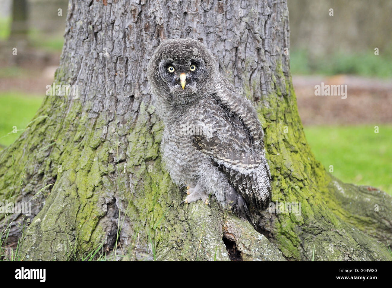 Great Grey Owl Stock Photo - Alamy