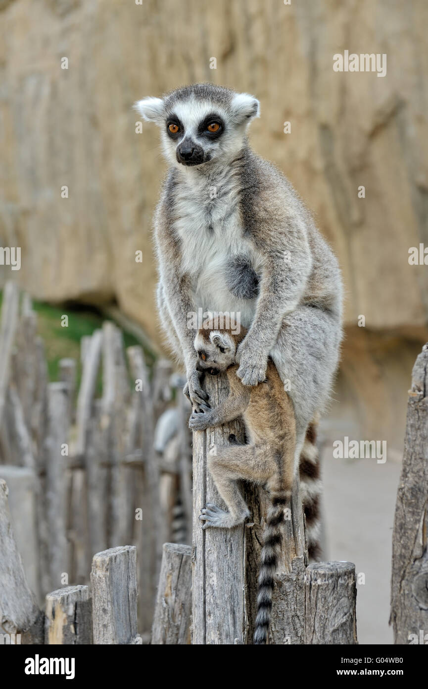 Madagascar's ring-tailed lemur with the small cub on a back Stock Photo ...