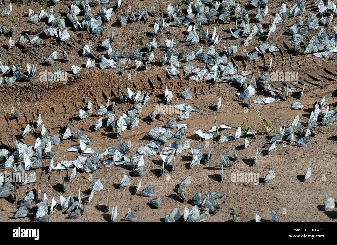 Tyre animals hi-res stock photography and images - Alamy