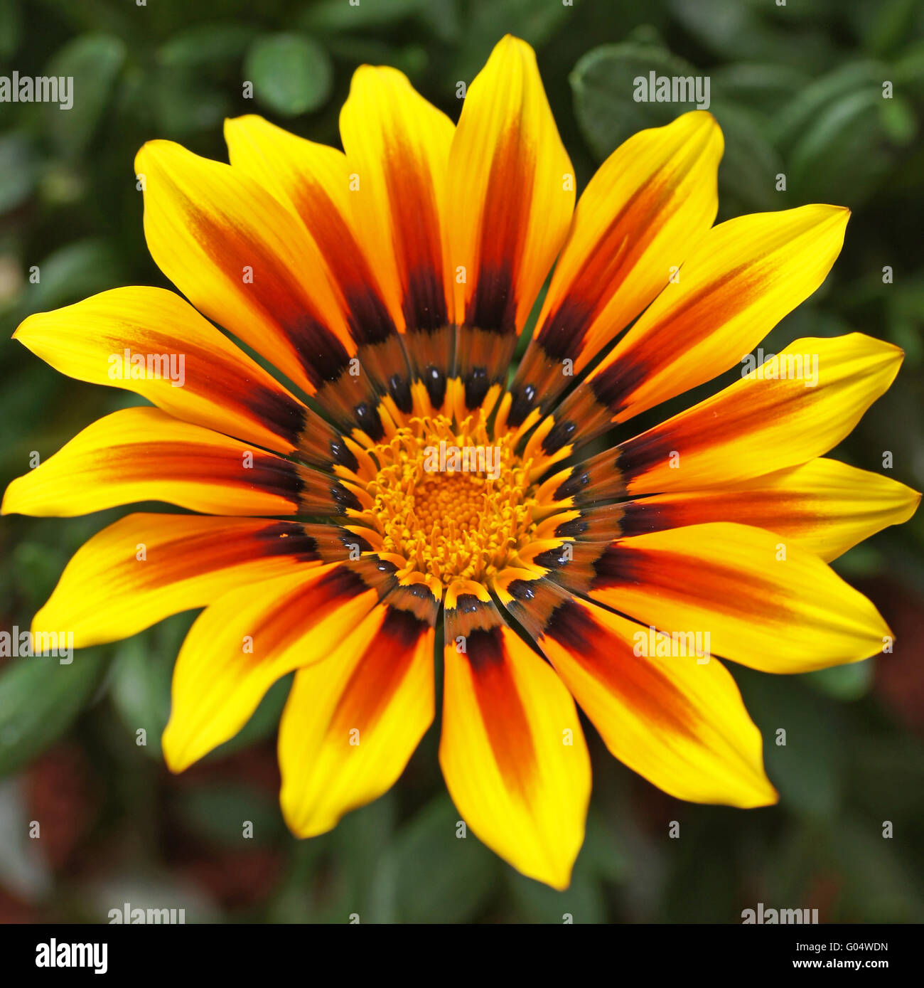Flower mittagsblume High Resolution Stock Photography and Images - Alamy