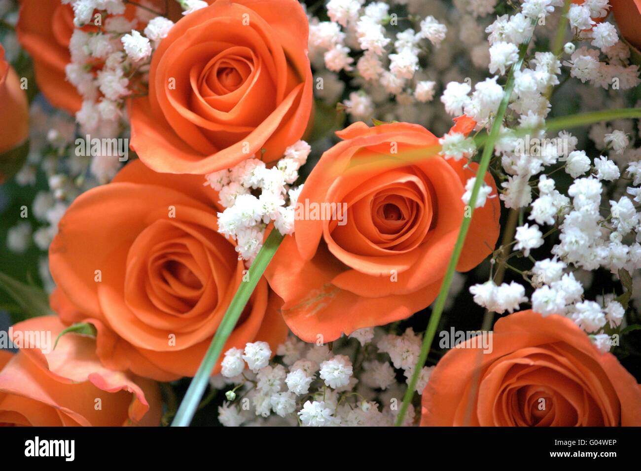 Rose Sheets High Resolution Stock Photography and Images - Alamy