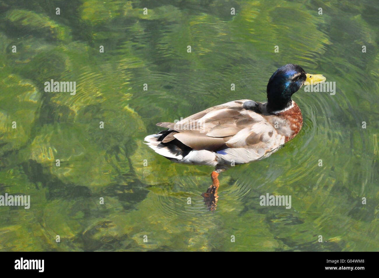Shiny green head duck hi-res stock photography and images - Alamy