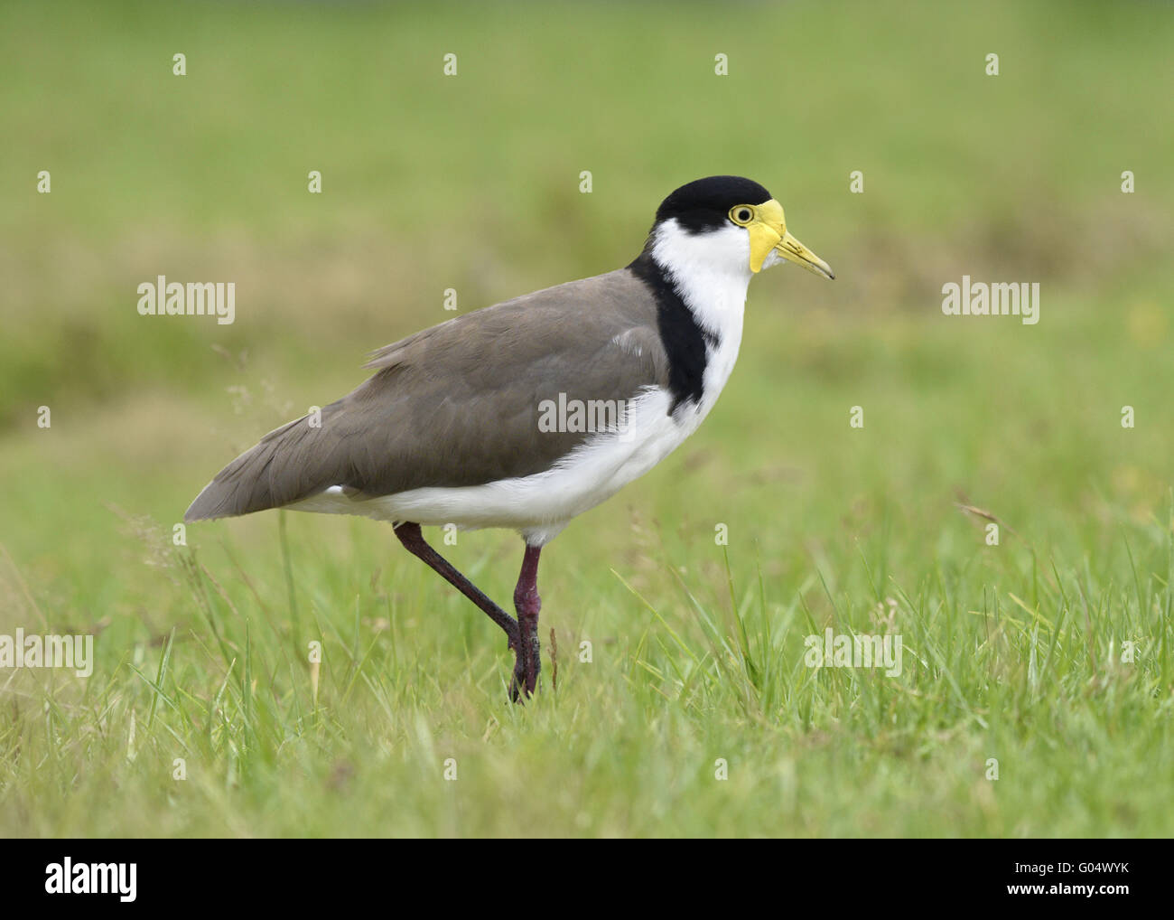 Masked Lapwing - Vanellus miles Stock Photo - Alamy