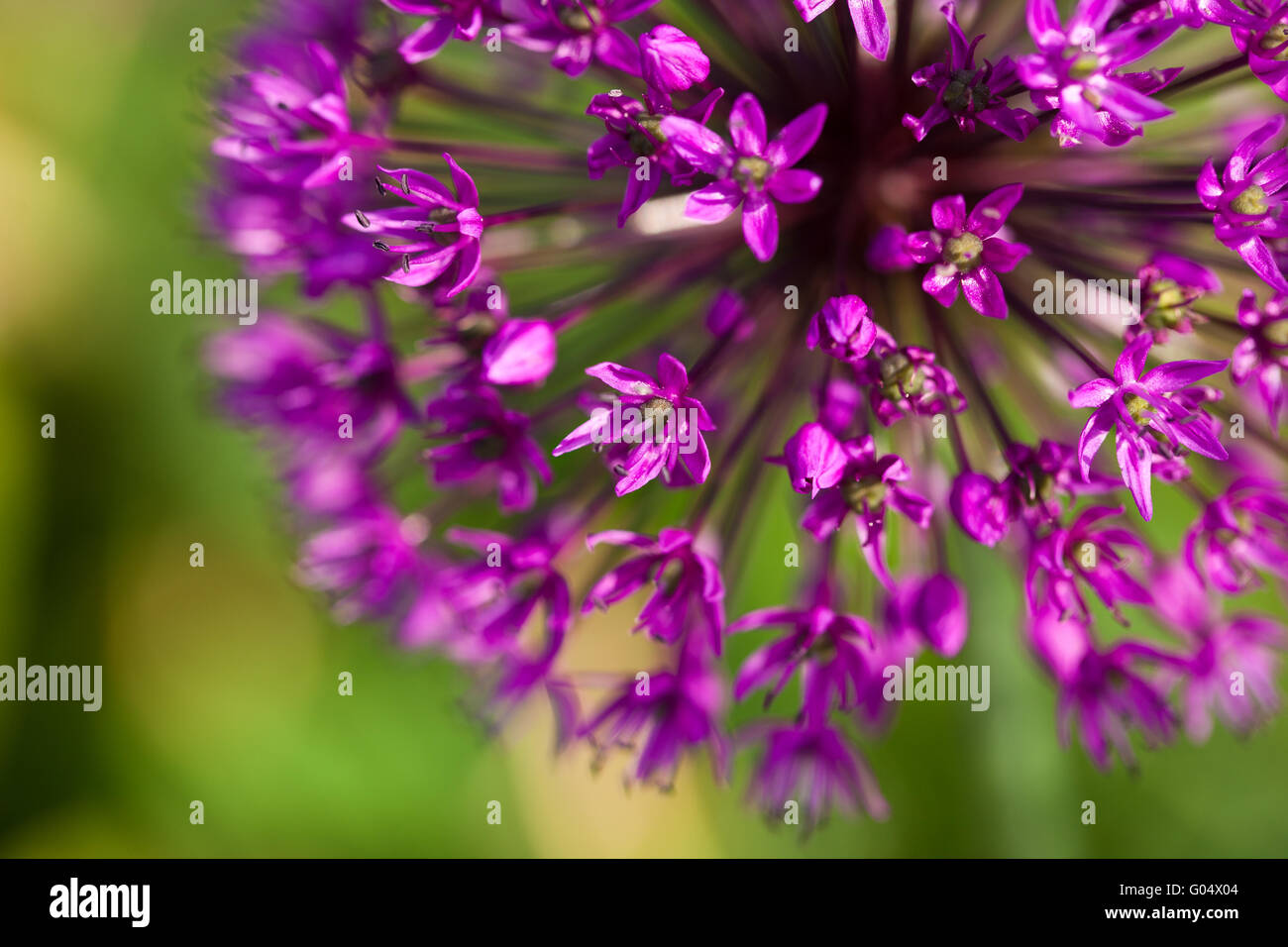 abstract violet flowers on field (shallow DOF Stock Photo - Alamy