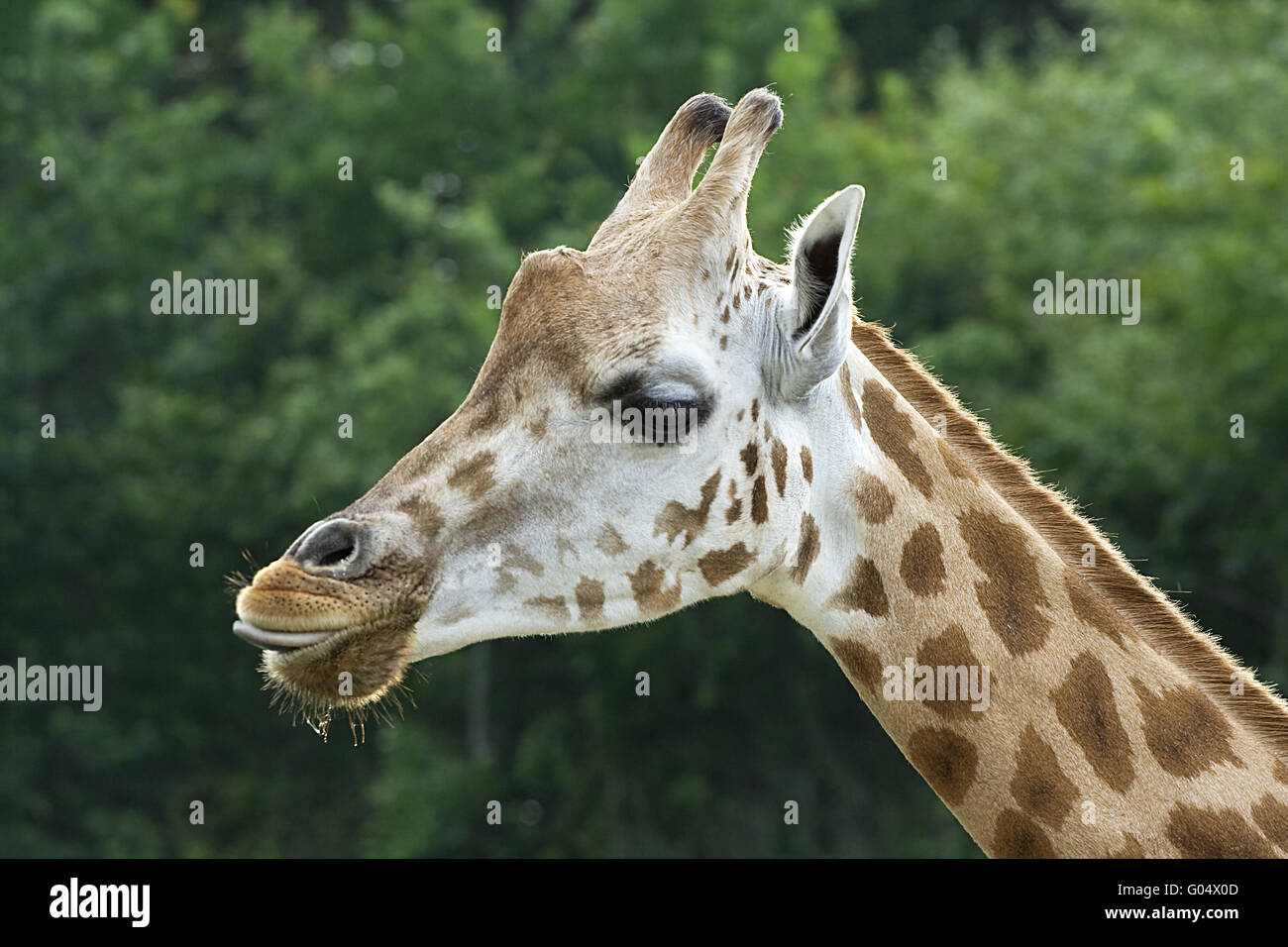 Giraffe's neck and head against green tree background Stock Photo - Alamy