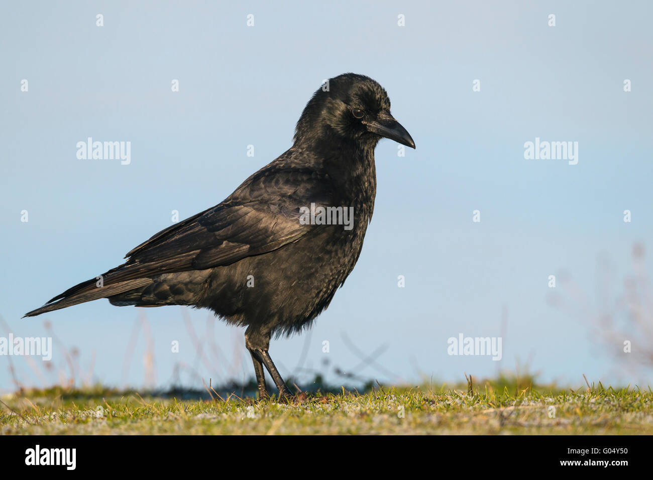Northwestern Crow - Corvus caurinus Stock Photo - Alamy
