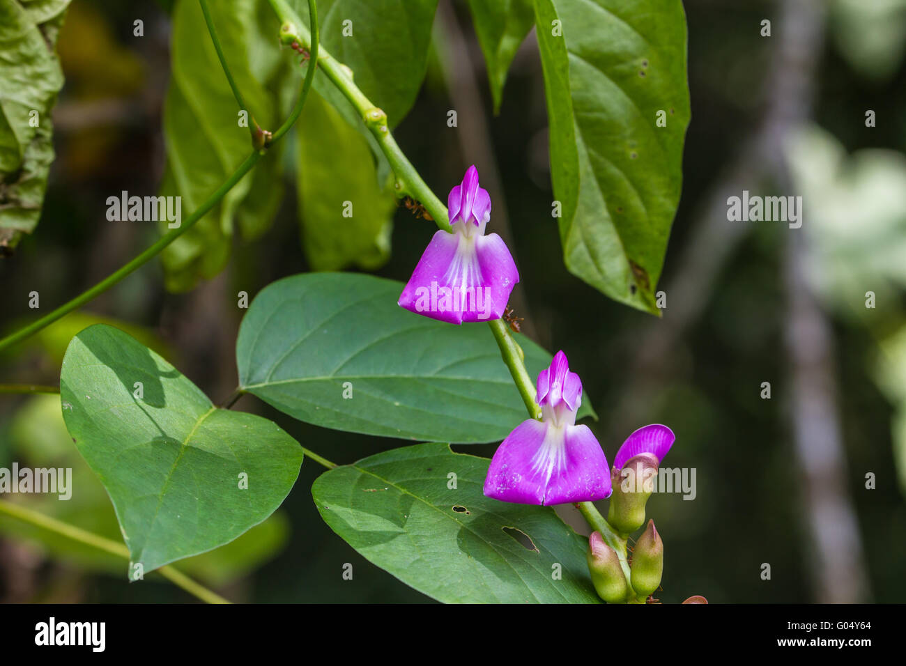 beautiful wild flower in tropical forest, nature background Stock Photo ...