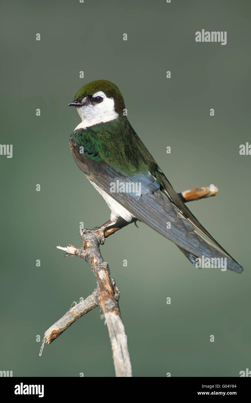 Violet-green Swallow - Tachycineta thalassina Stock Photo - Alamy