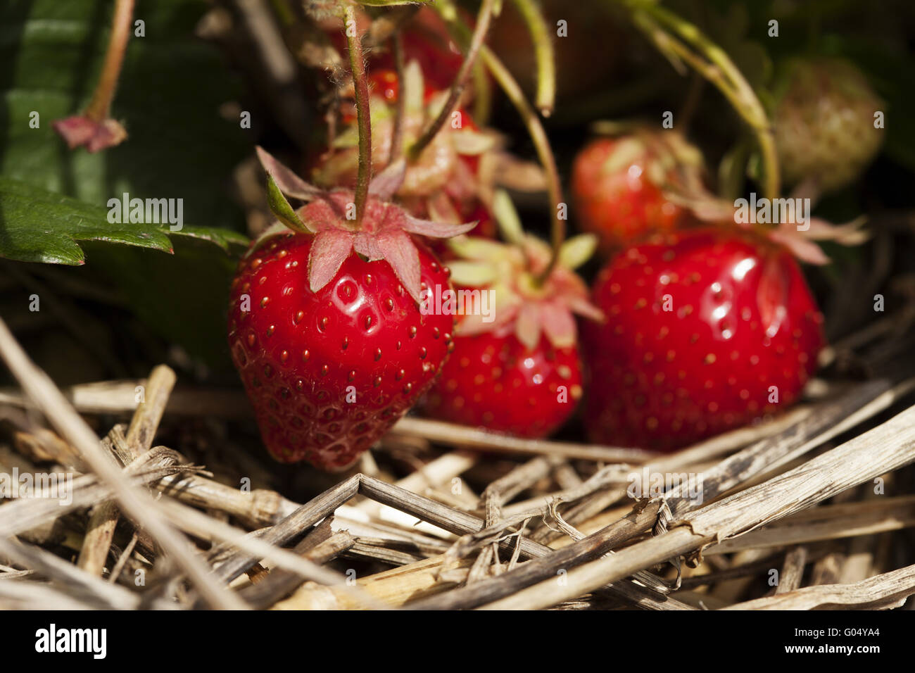 Bunch of ripe strawberries hanging on the plant Stock Photo - Alamy