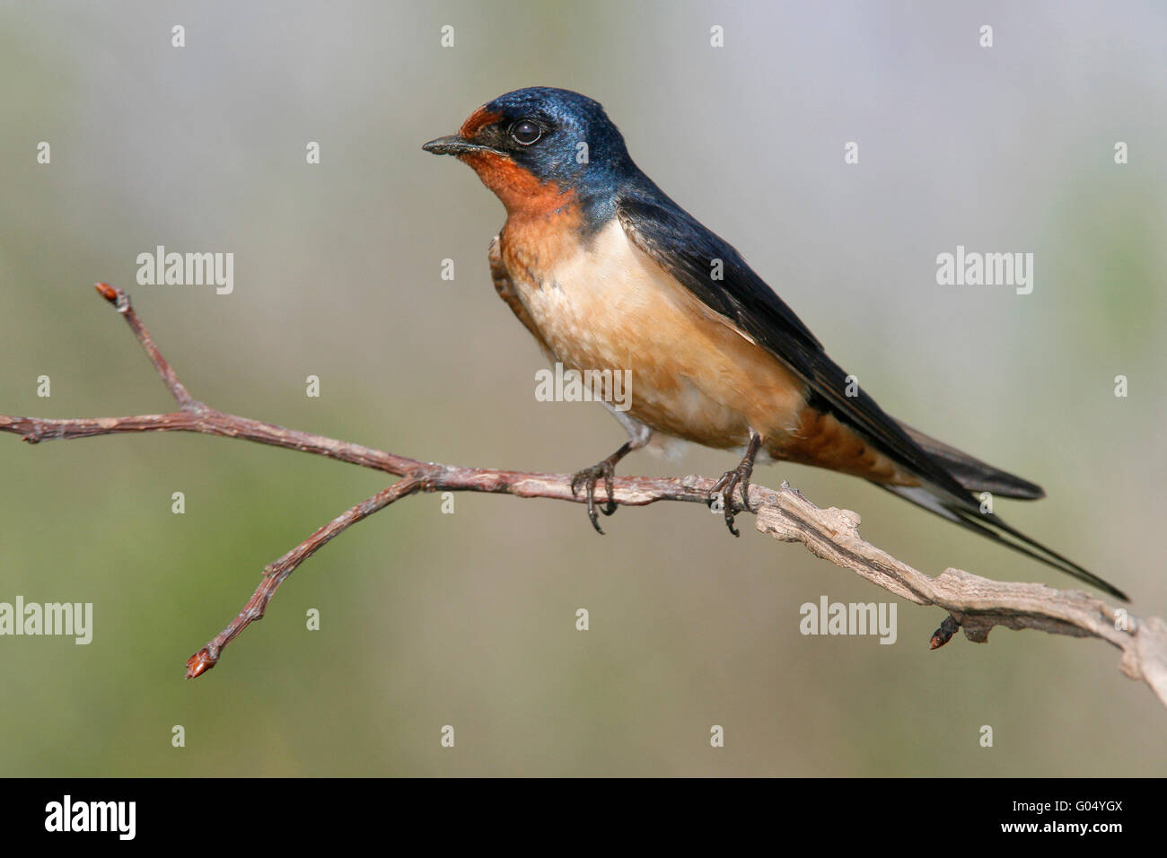 Barn Swallow - Hirundo rustica - male Stock Photo - Alamy