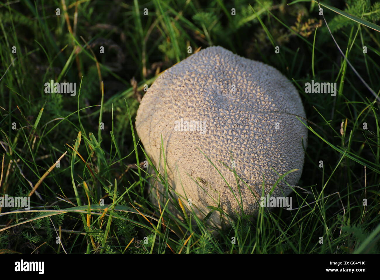 Lycoperdaceae hi-res stock photography and images - Alamy