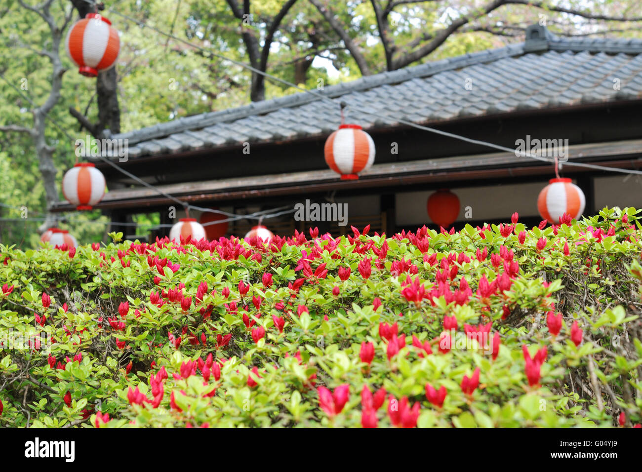 blossom azalea bushes in the yard of Japanese temp Stock Photo - Alamy