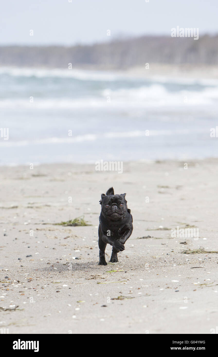 Mops running hi-res stock photography and images - Alamy