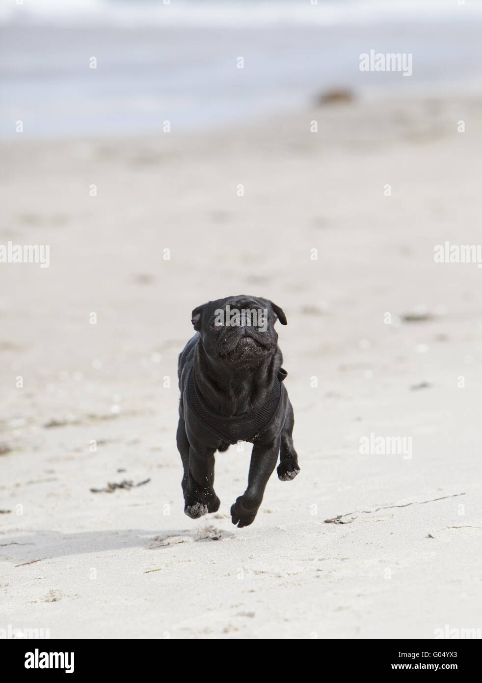 Mops running hi-res stock photography and images - Alamy