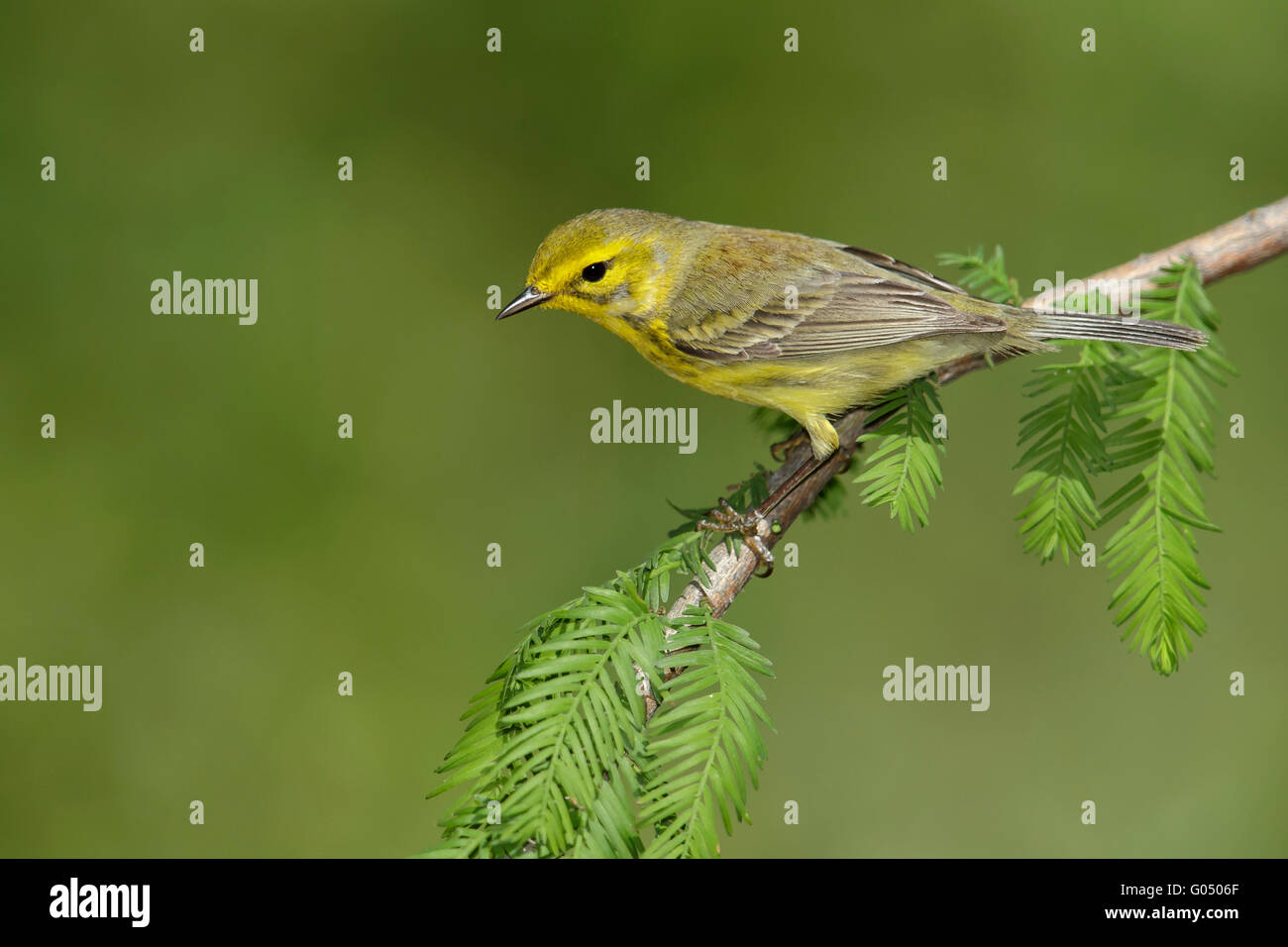 Setophaga Discolor Discolor High Resolution Stock Photography and ...