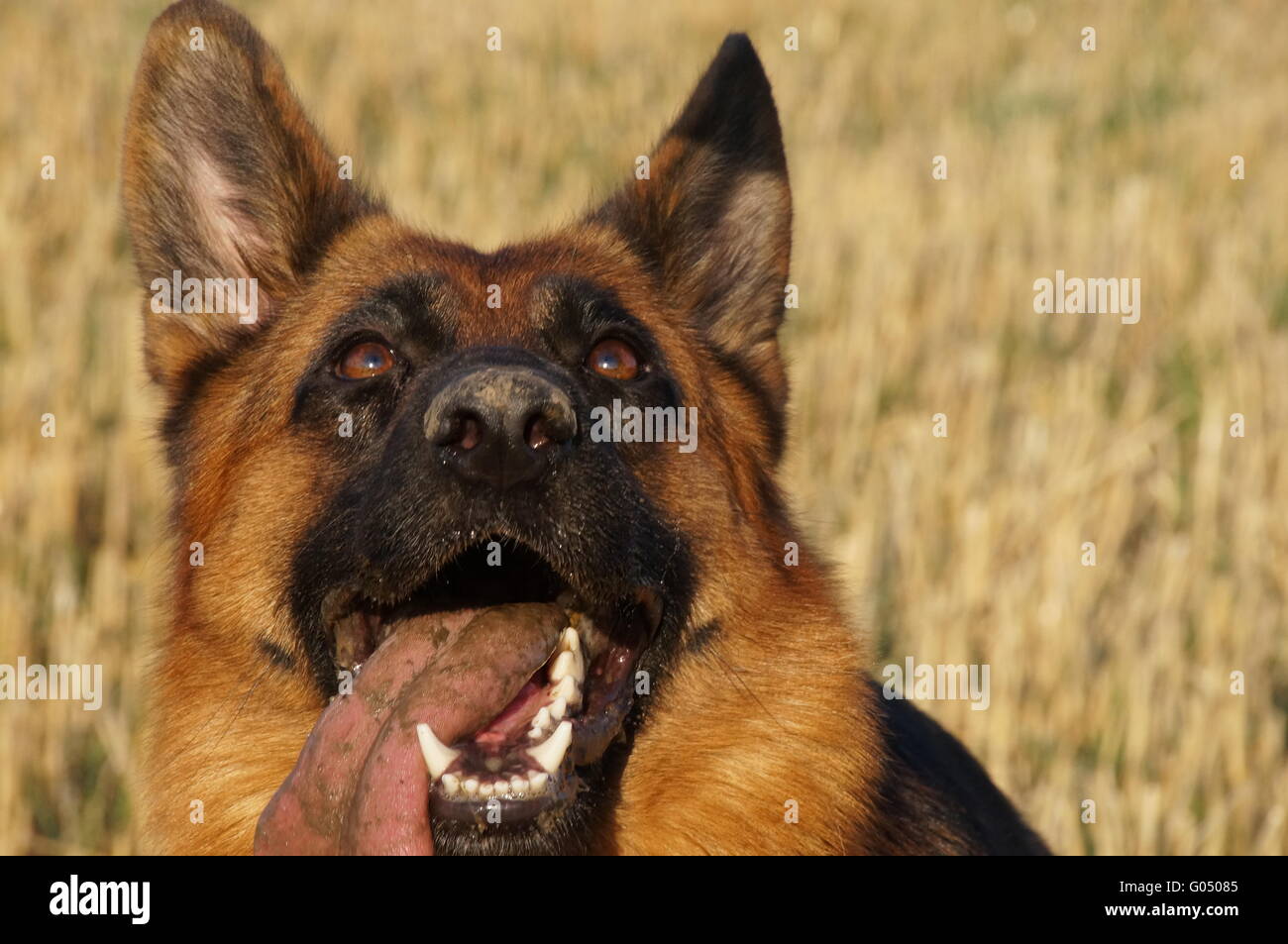 Shepherd play hi-res stock photography and images - Alamy