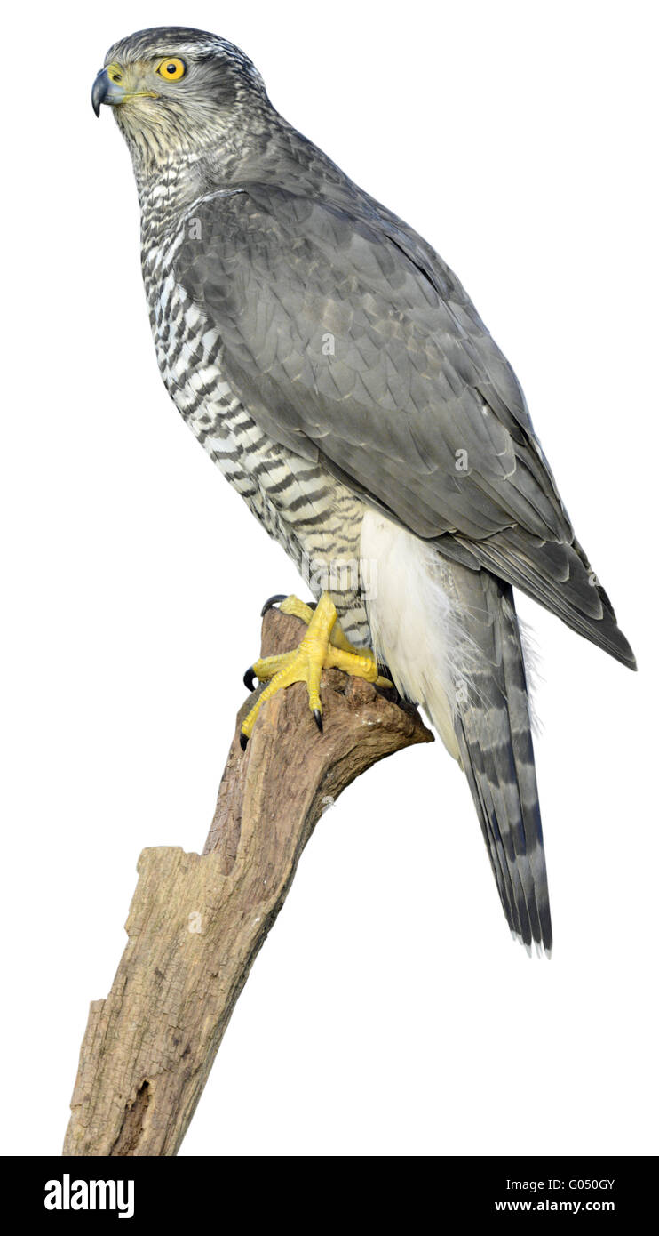White goshawk hi-res stock photography and images - Alamy