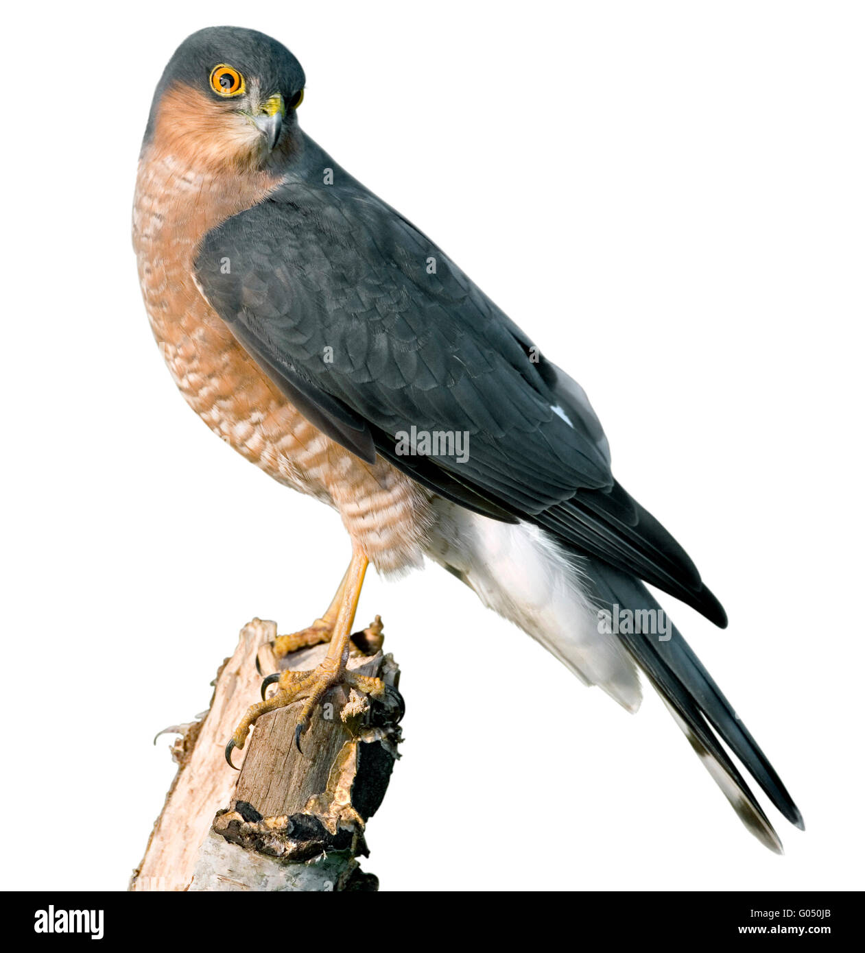 Sparrowhawk - Accipiter nisus - male Stock Photo - Alamy