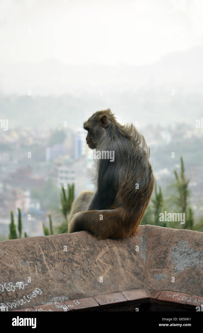 large monkey in nepal Stock Photo - Alamy