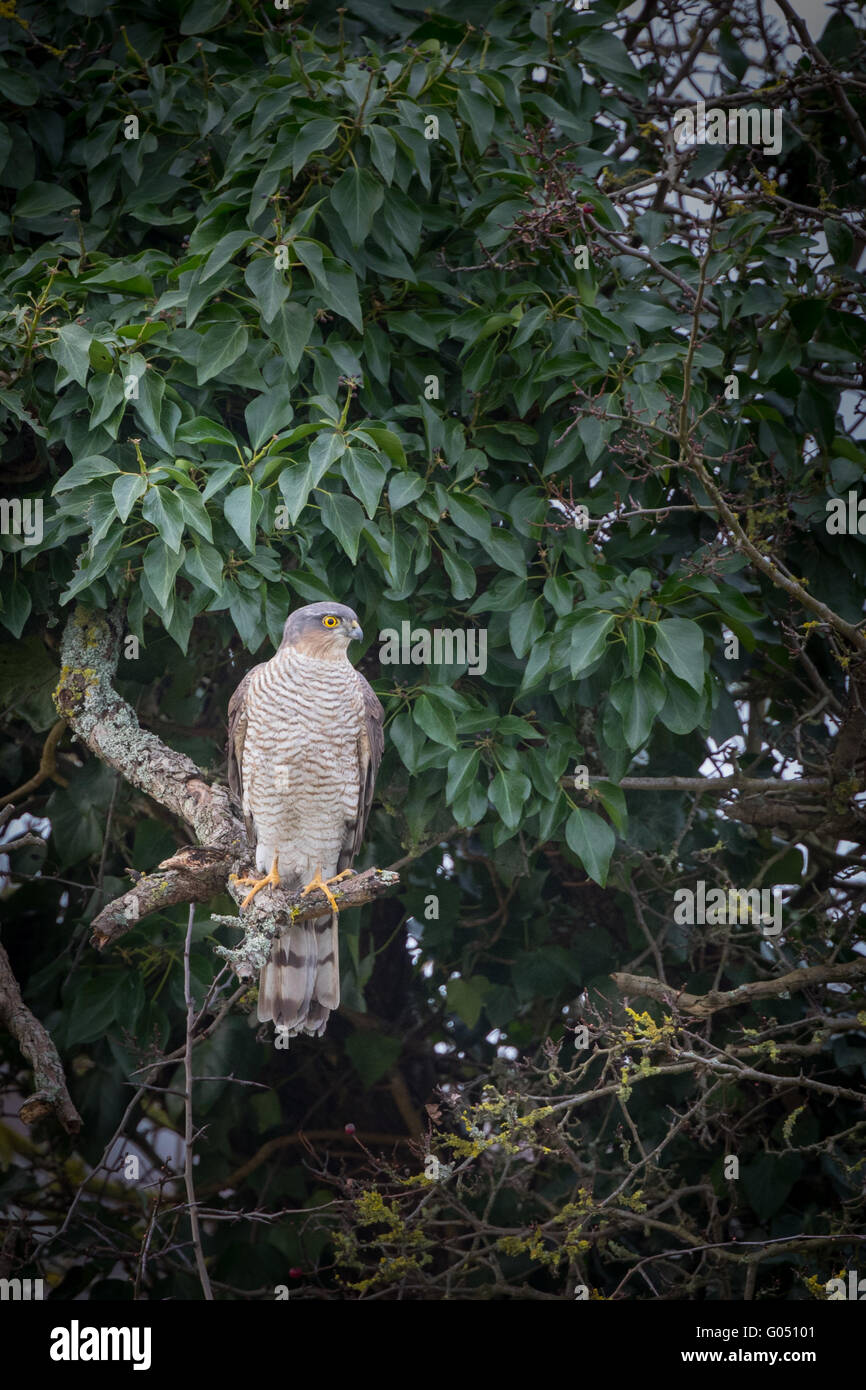 Wild sparrowhawk caught sitting on branch in tree Stock Photo - Alamy