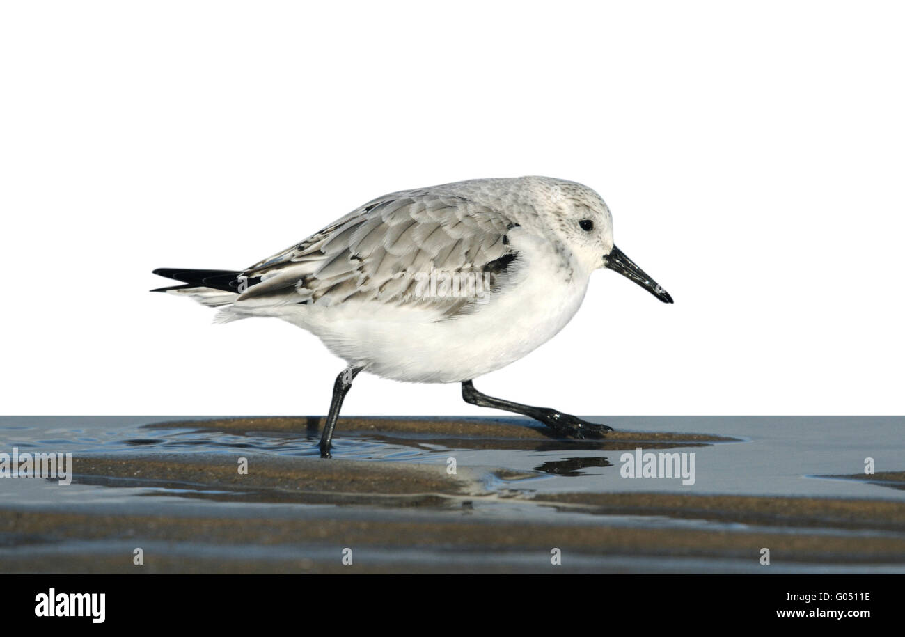 Sanderling - Calidris alba Stock Photo - Alamy