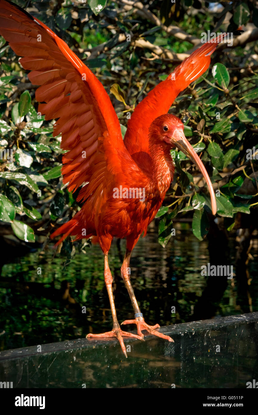 Scarlet ibis with open wings on green background Stock Photo - Alamy