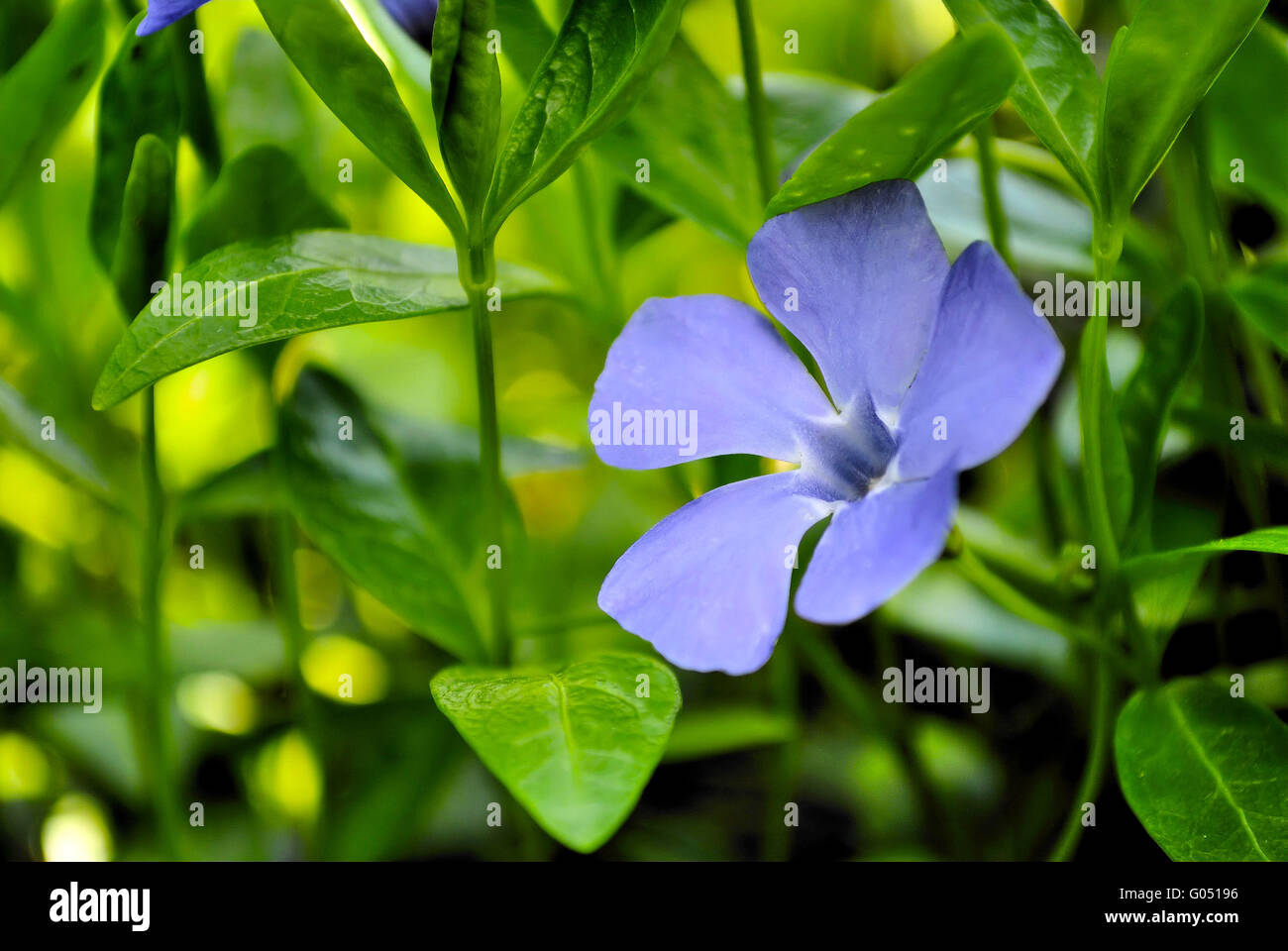 One of the most elegant garden perennials hi-res stock photography and ...