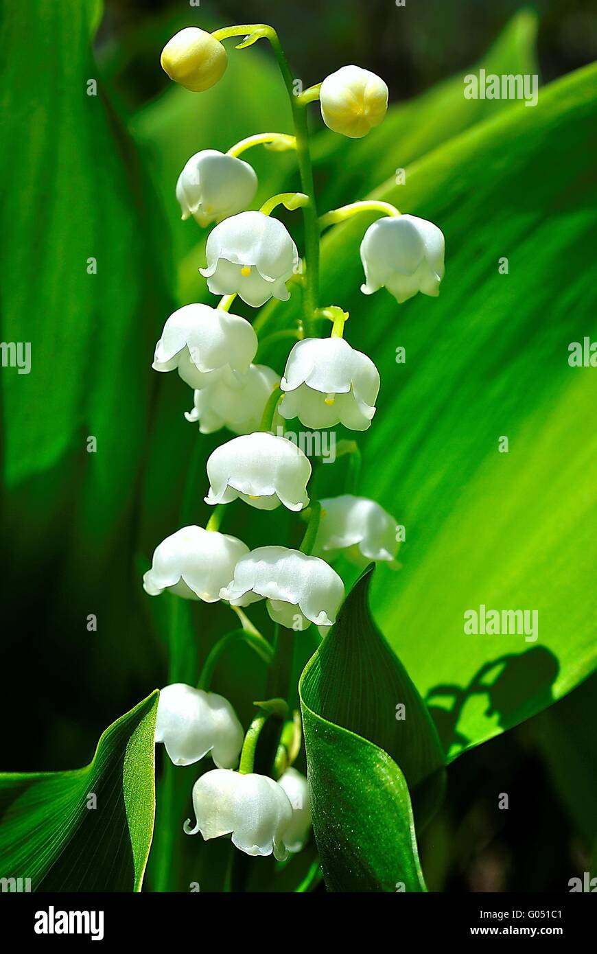 One of the most elegant garden perennials hi-res stock photography and ...