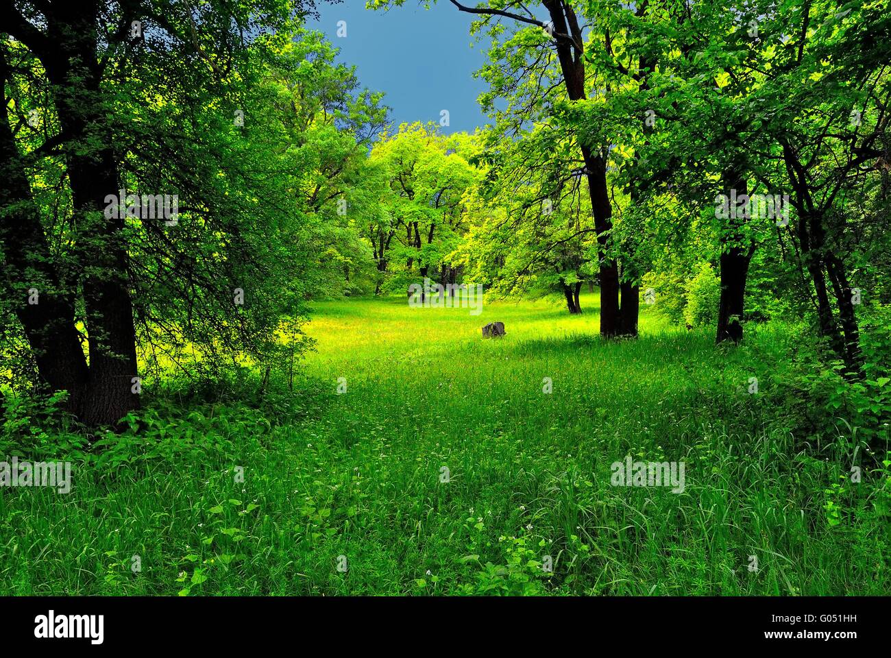Green forest before the storm Stock Photo - Alamy