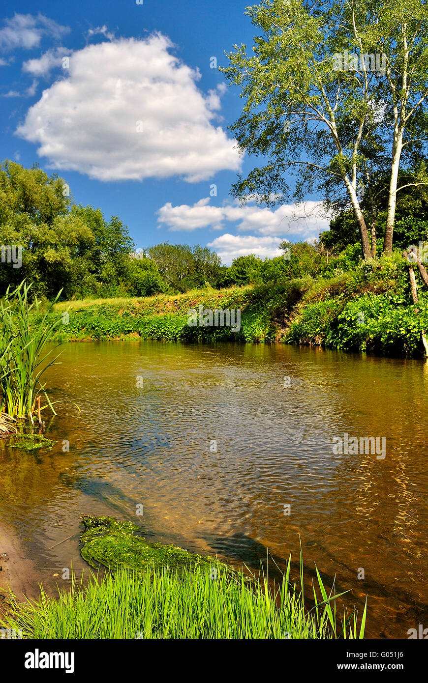 Plants with opposite leaves hi-res stock photography and images - Alamy
