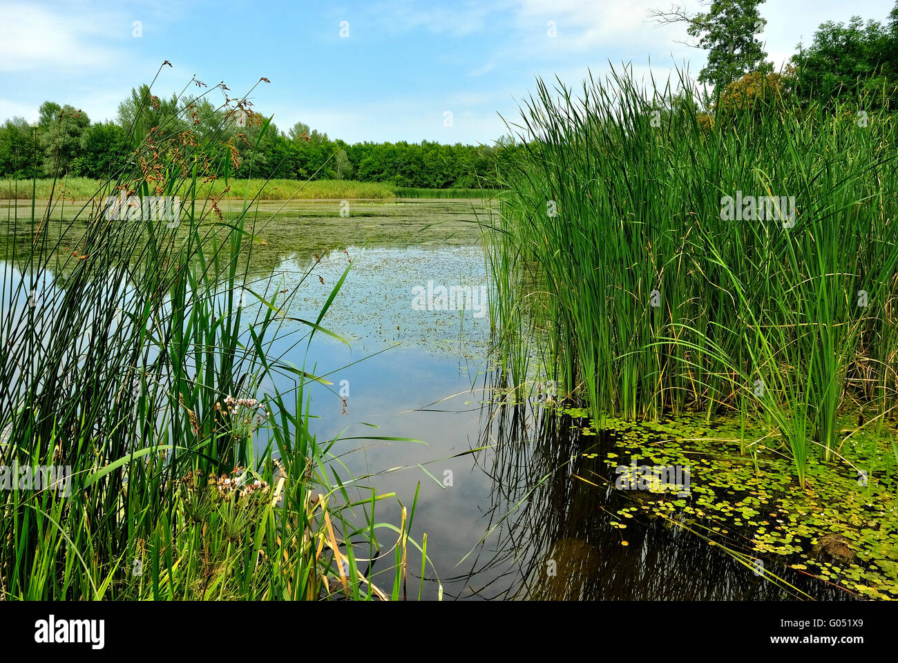 Green reeds on sunny hi-res stock photography and images - Alamy