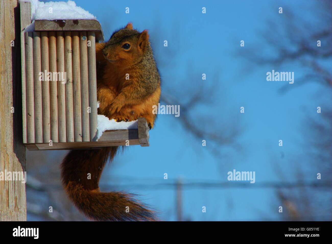 Foxtail squirrel hi-res stock photography and images - Alamy