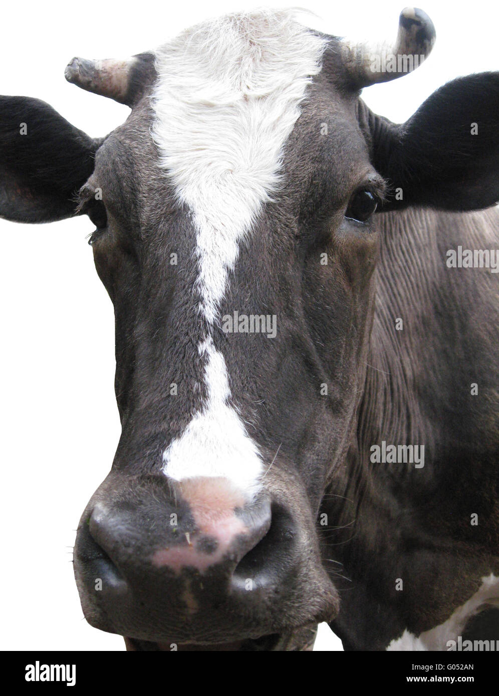 Black-and-white cow isolated on the white backgrou Stock Photo - Alamy