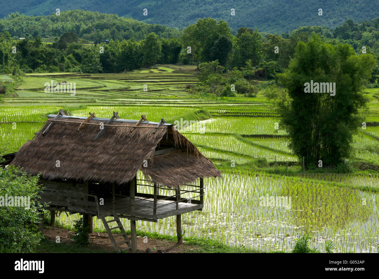 Ricefield from Luang Prabang Stock Photo - Alamy