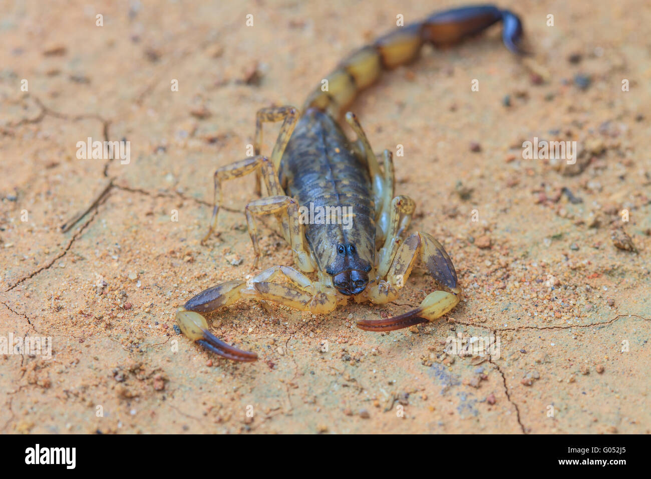 Scorpion stinger up close hi-res stock photography and images - Alamy