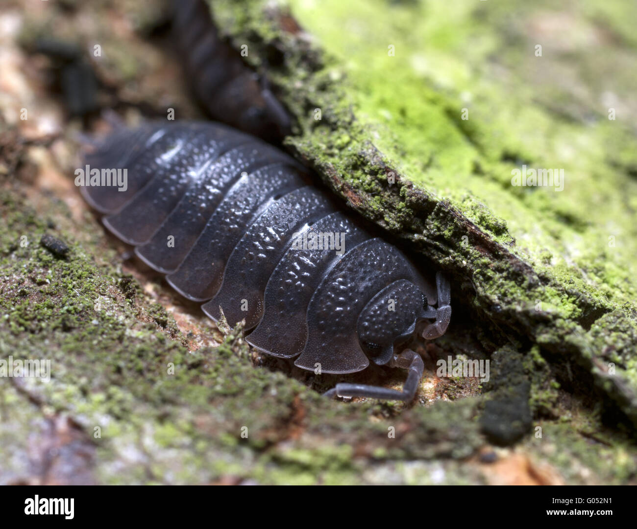 Baumstamm ringe hi-res stock photography and images - Alamy
