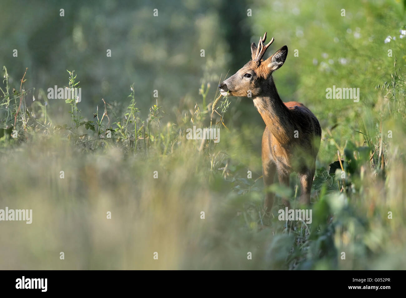 Roebuck with horns hi-res stock photography and images - Alamy
