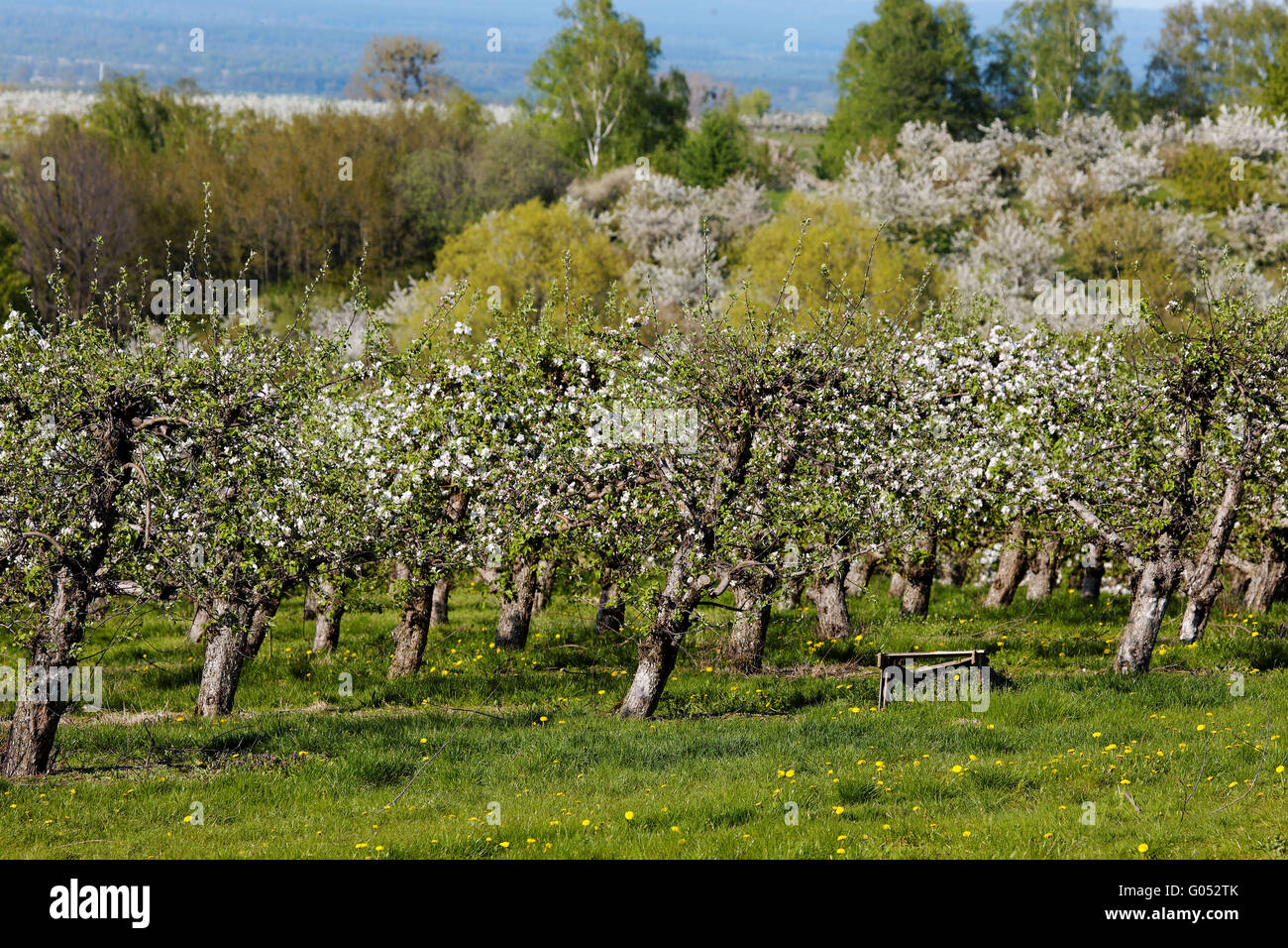 Blooming cherry orchards hi-res stock photography and images - Alamy
