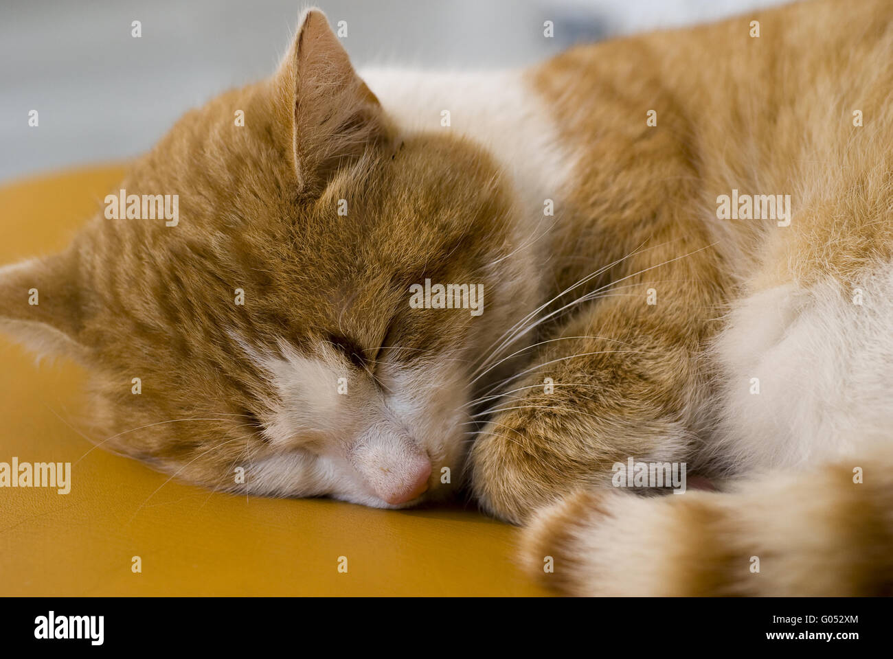 Sleep animals hi-res stock photography and images - Alamy