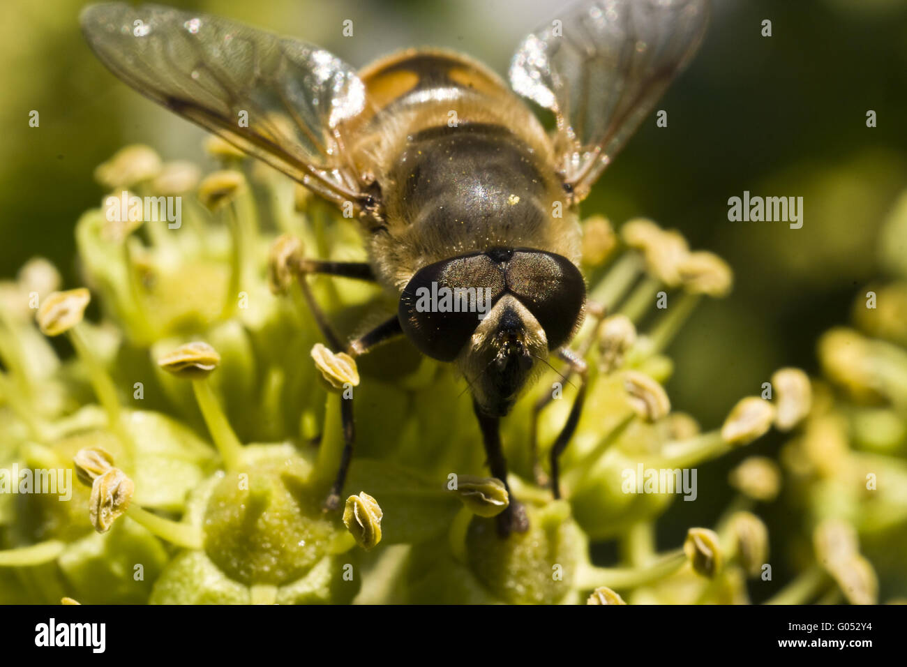 Hoverfly compound eyes hi-res stock photography and images - Alamy