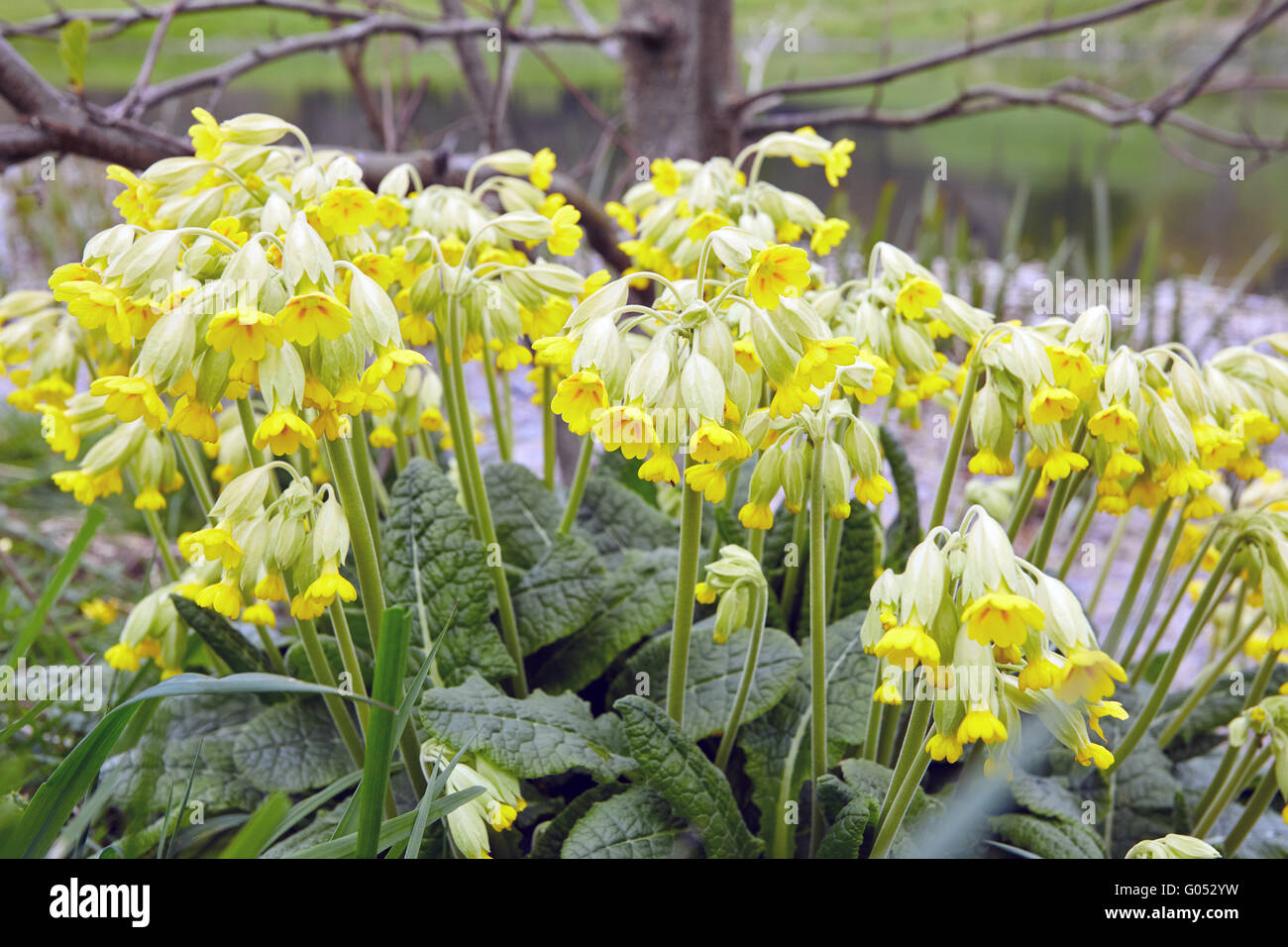 Cowslip hi-res stock photography and images - Alamy